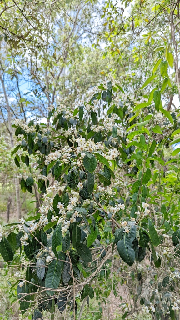 Native Guava (Rhodomyrtus psidioides) - Botanical Realm