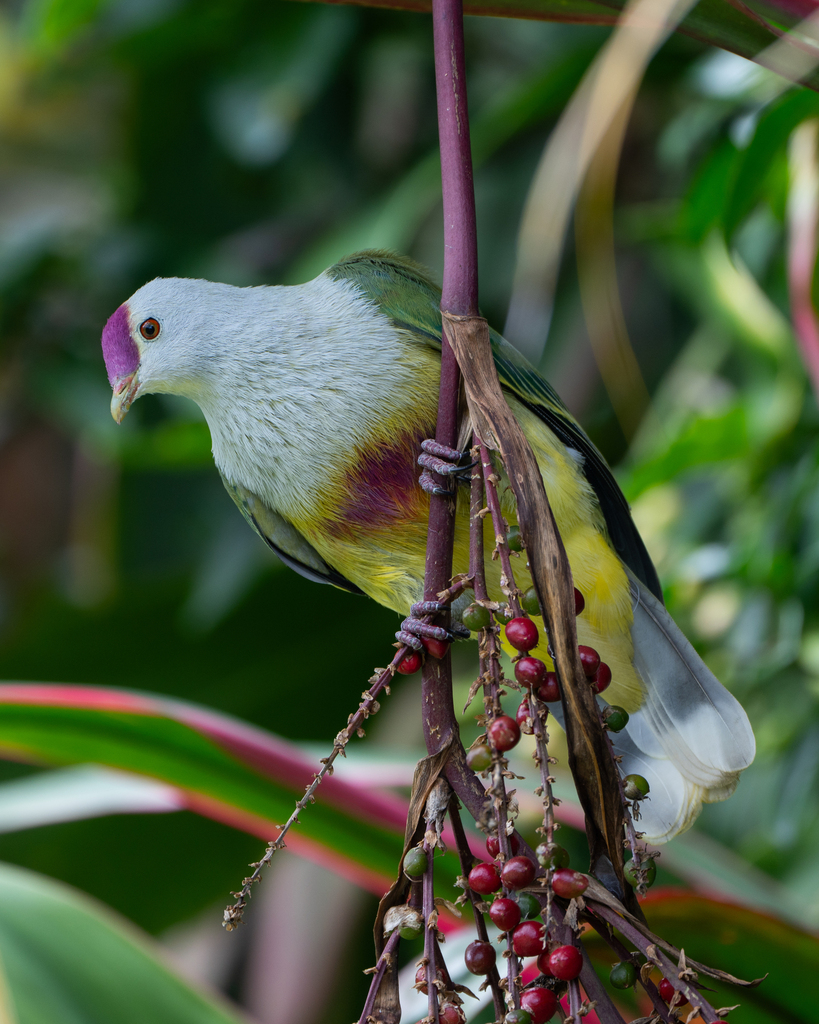 Cook Islands Fruit-Dove in August 2023 by Kirby Morejohn · iNaturalist