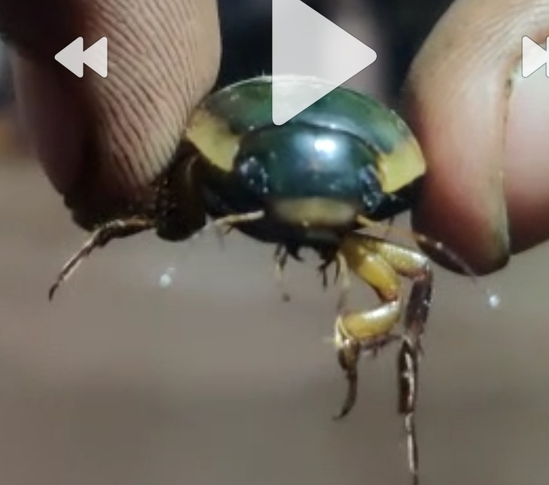 Dytiscus from Dixfield on August 20, 2023 at 09:30 PM by sarahm24579 ...