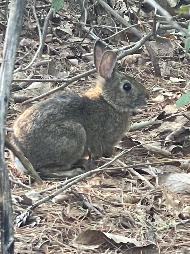 Appalachian Cottontail in August 2023 by medson · iNaturalist