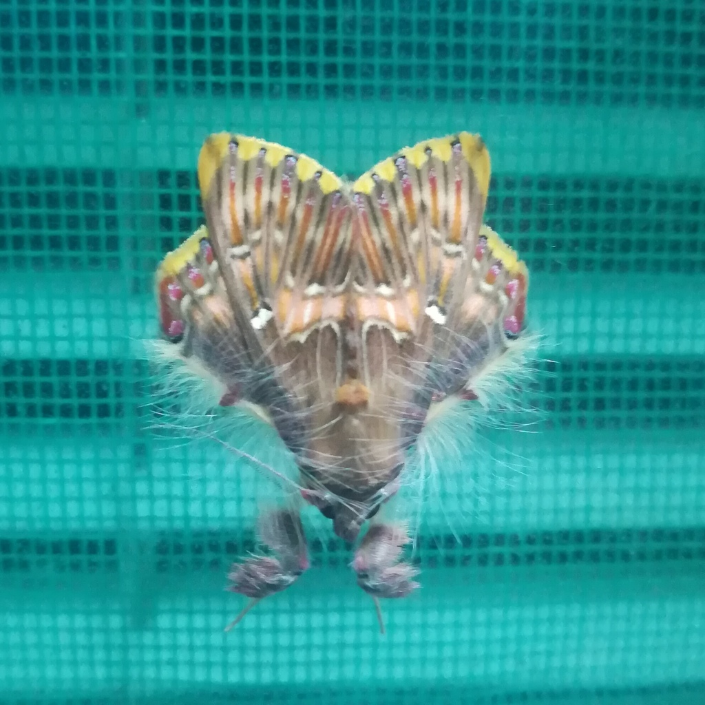 Walker's Moth from Unnamed Road, Minca, Santa Marta, Magdalena ...