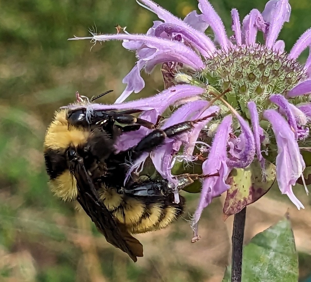 Northern Amber Bumble Bee from Silver Creek Township, MN, USA on August ...