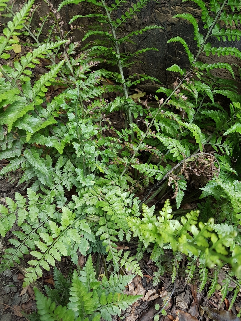 hen and chickens fern from Invercargill, NZ-SO, NZ on February 10, 2019 ...