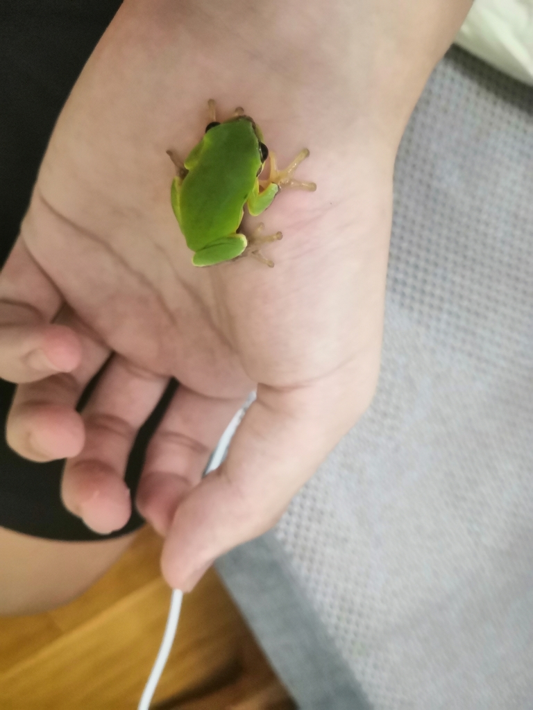 Common Chinese Tree Frog from 浙江省舟山市普陀区螺塘线 on August 16, 2023 at 11:17 ...
