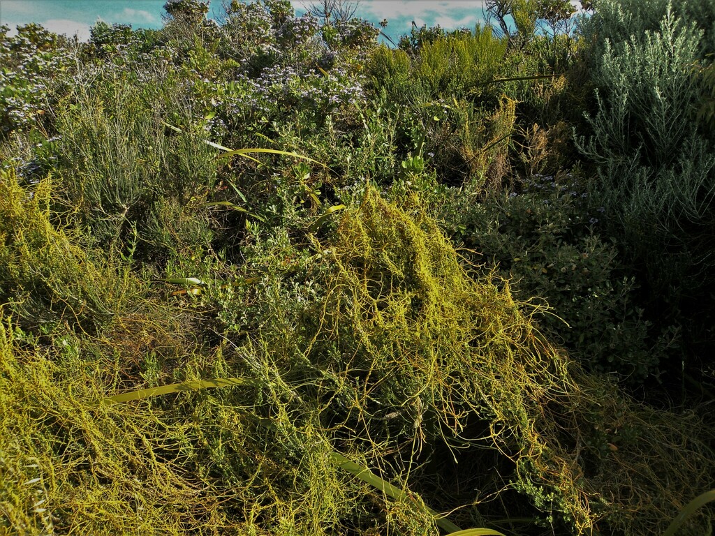 Slender Devil's Twine from Prevelly WA 6285, Australia on November 7 ...