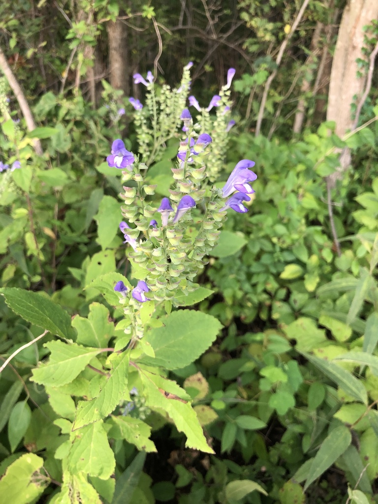 Downy Skullcap in August 2023 by Matt Tomlinson · iNaturalist