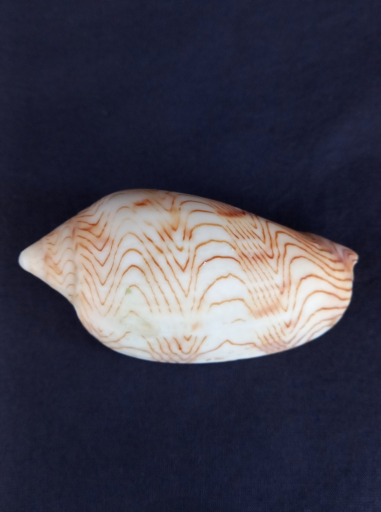 Wavy Volute from Apollo Bay VIC 3233, Australia on August 3, 2023 at 08 ...