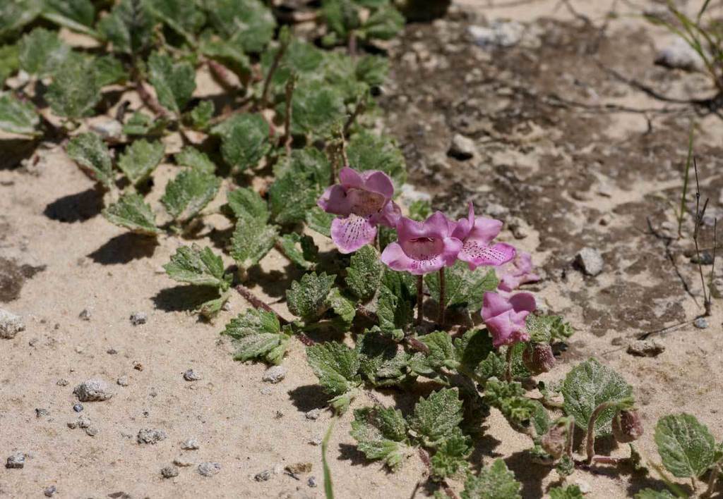 Devil's thorn (Trees of Zambia ) · iNaturalist