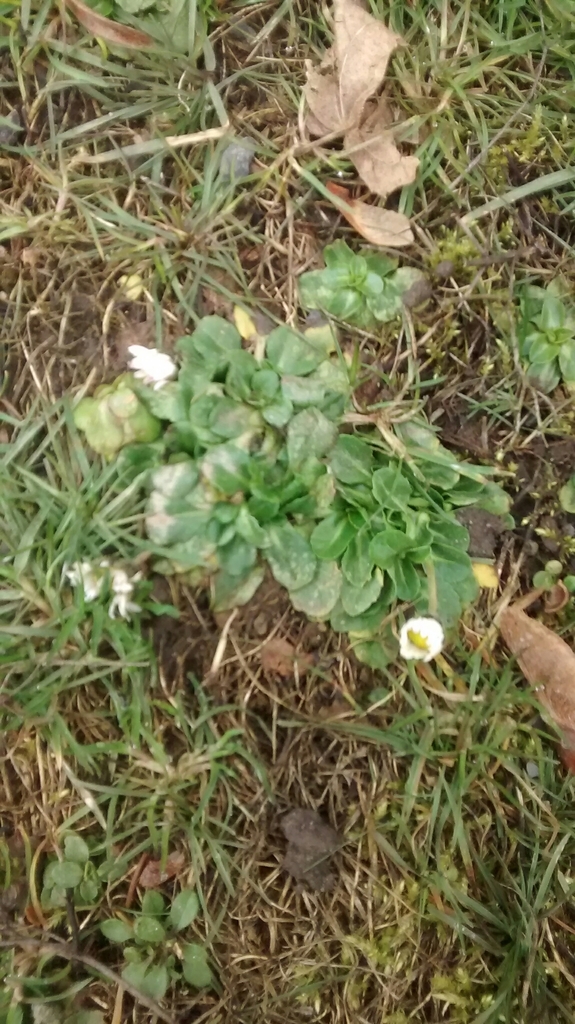 Lawn daisy from Praha - západ, Praha - západ, CZ.SK, CZE on March 9 ...