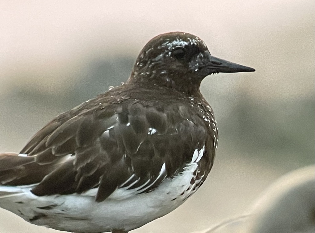 Black Turnstone from Beach Dr SW, Seattle, WA, US on August 20, 2023 at ...
