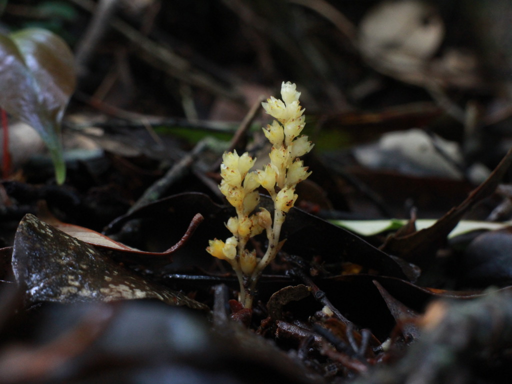 Petrosavia sakuraii in August 2023 by 羅元甫 · iNaturalist