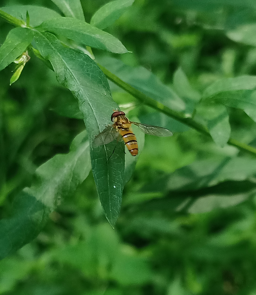 Black-banded Hoverfly from Hunnan District, Shenyang, Liaoning, China ...