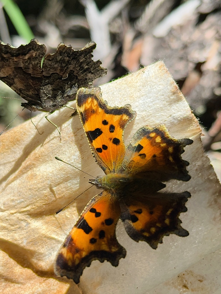 Colorado Green Comma from Pike and San Isabel National Forests, Rye, CO ...