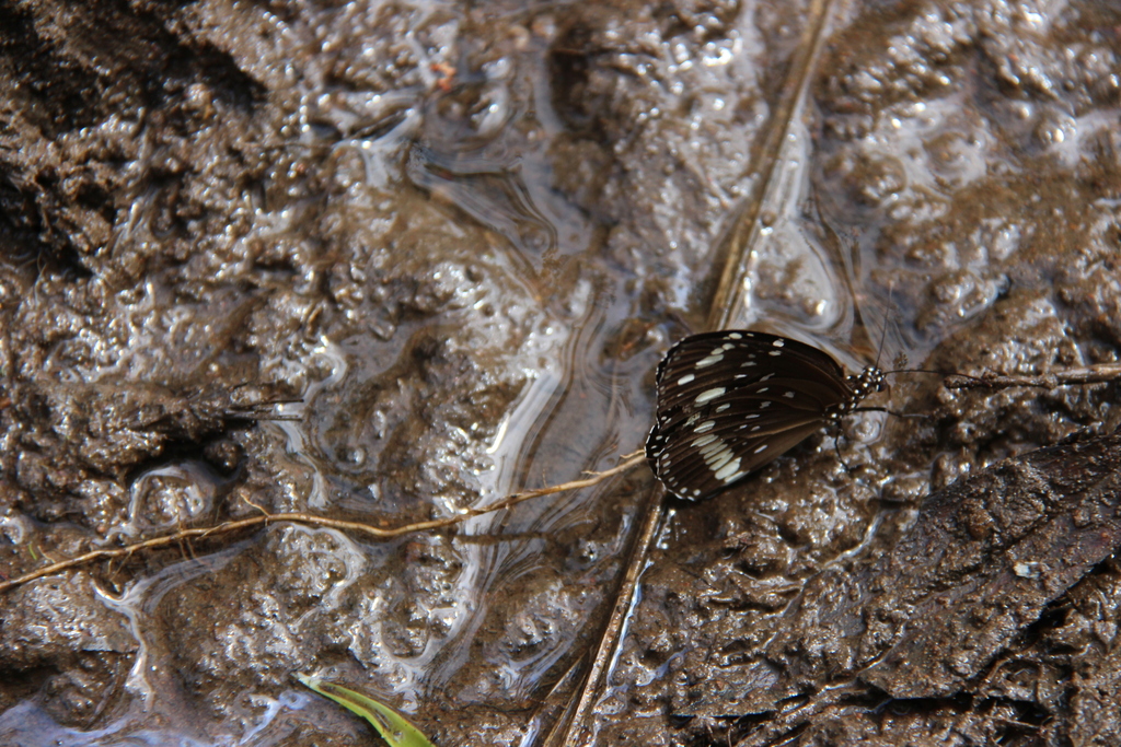 Common Australian Crow from McArthur NT 0852, Australia on July 2, 2023 ...