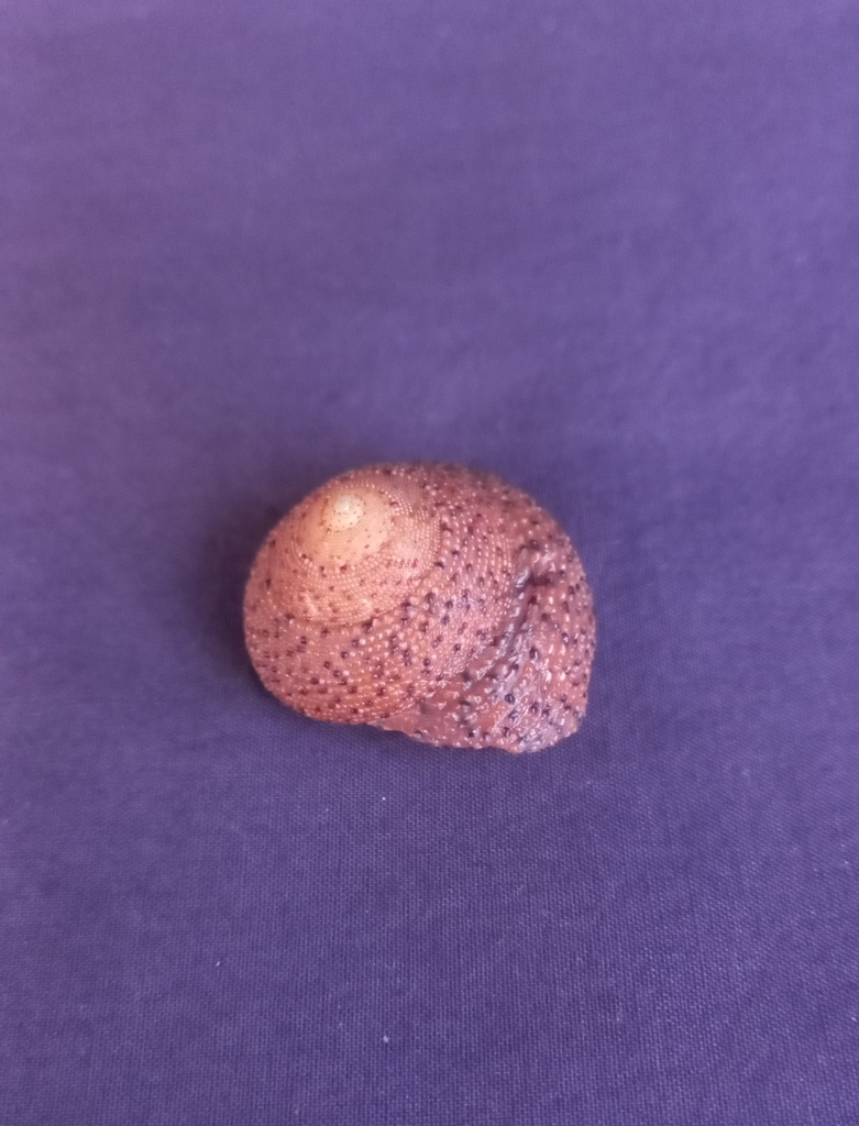 Clanculus undatus from Apollo Bay VIC 3233, Australia on August 4, 2023 ...