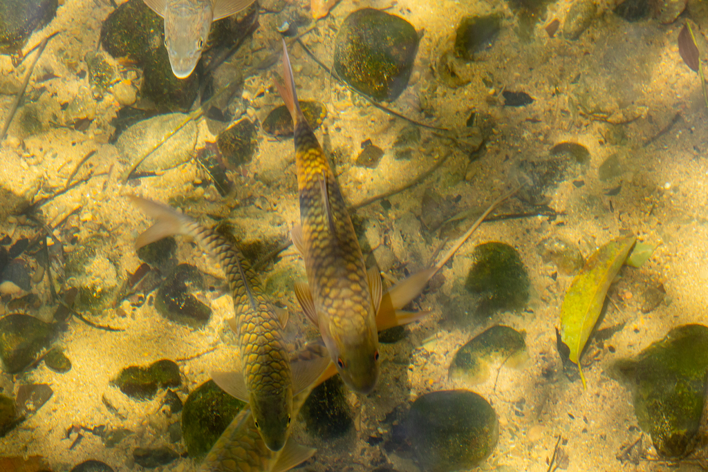 Hampala bimaculata from Gunung Mulu NP, Sarawak, Malaysia on July 25 ...