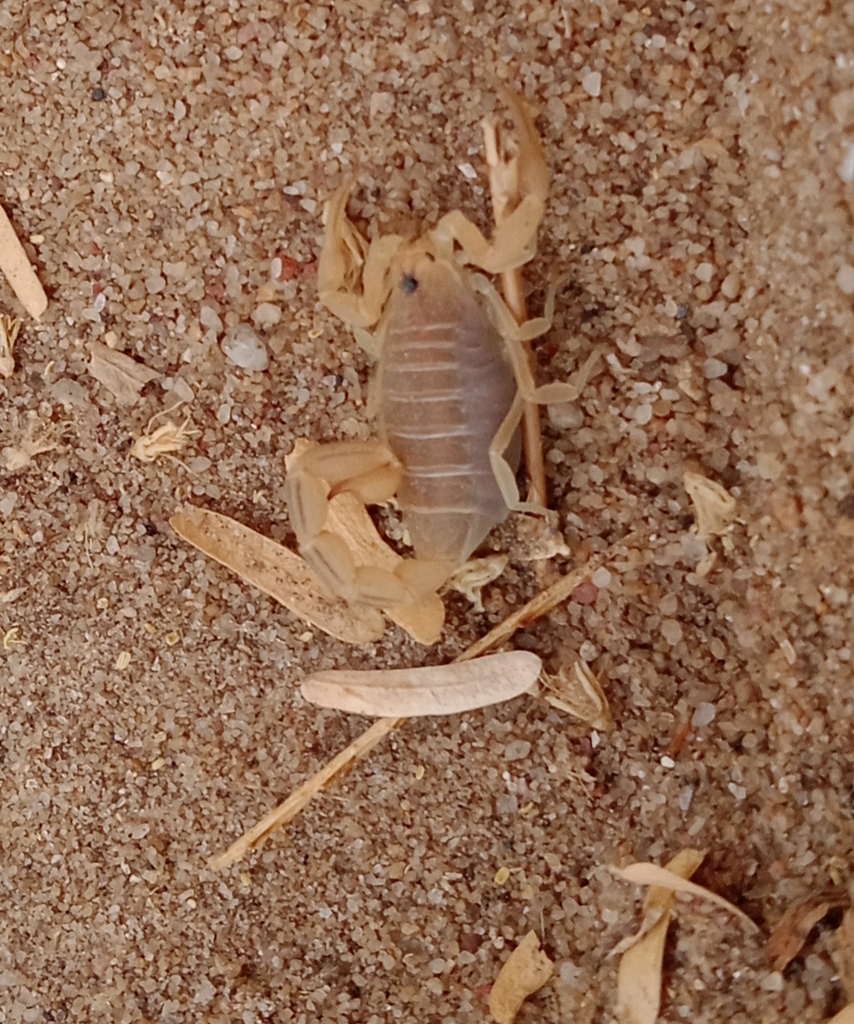Indian Red Scorpion from Aqua Outback Resort and Watersports Academy on ...