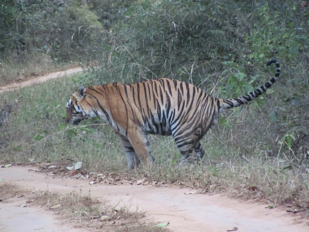 Bengal Tiger in January 2011 by Amol Pendharkar. Huge Male Tiger naak ...