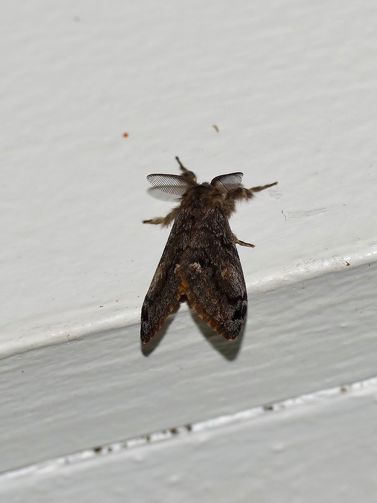 Douglas-fir tussock moth from Colfax County, NM, USA on August 16, 2023 ...