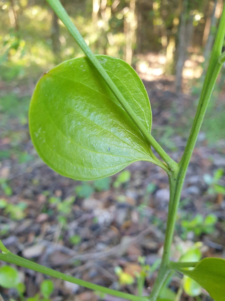 Broad Leaved Native Cherry from Mudjimba QLD 4564, Australia on June 14 ...