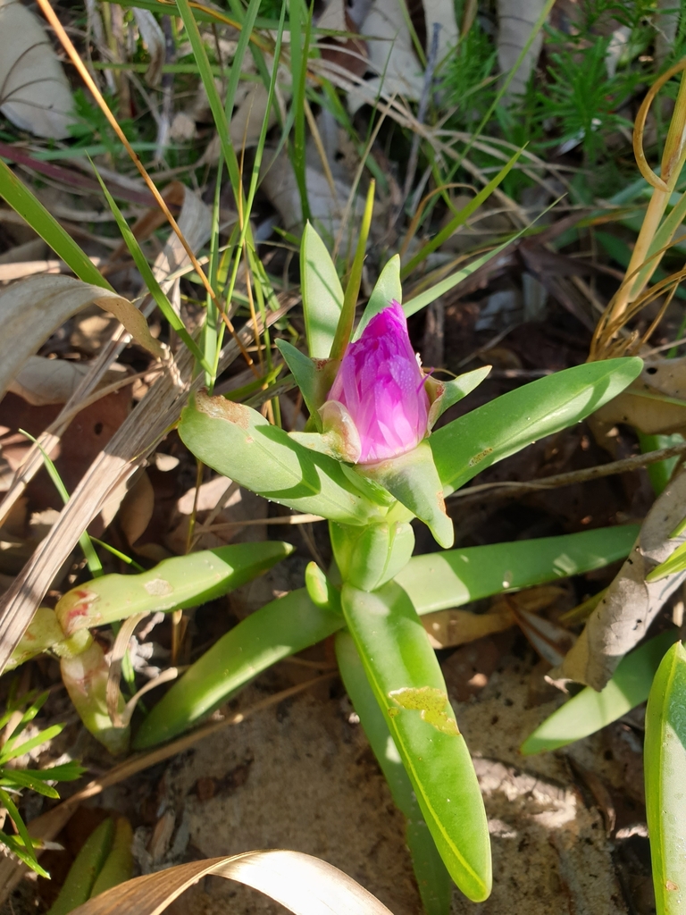 Angular Sea-fig from Twin Waters QLD 4564, Australia on June 16, 2023 ...
