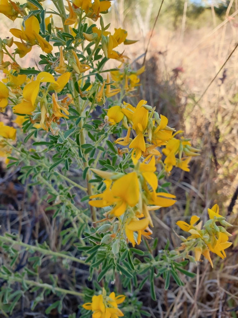 Trefoil Rattlepod from Cloncurry, AU-QL, AU on July 4, 2023 at 05:02 PM ...