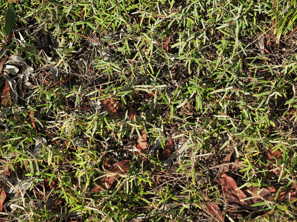slender velvet-bush from Bells Beach VIC 3228, Australia on May 19 ...
