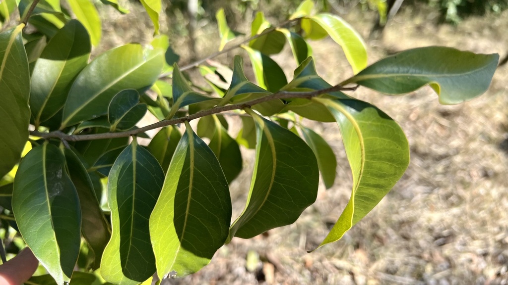 scrub guava from Anstead Bushland Reserve, Anstead, QLD, AU on August ...