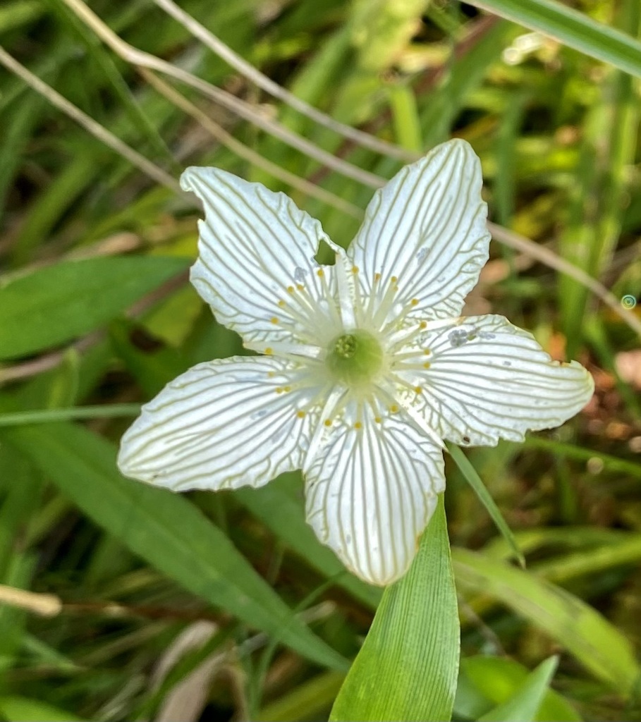 fen grass of Parnassus in August 2023 by hollyyoung · iNaturalist