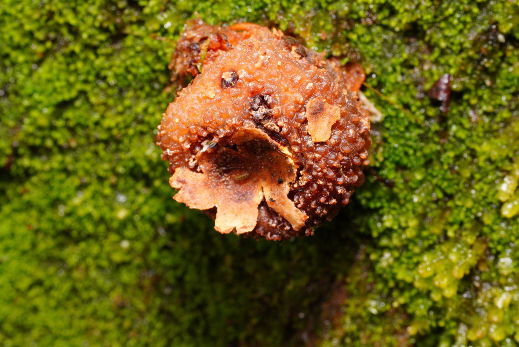 Calostoma from Selwyn District, Canterbury, New Zealand on August 21 ...