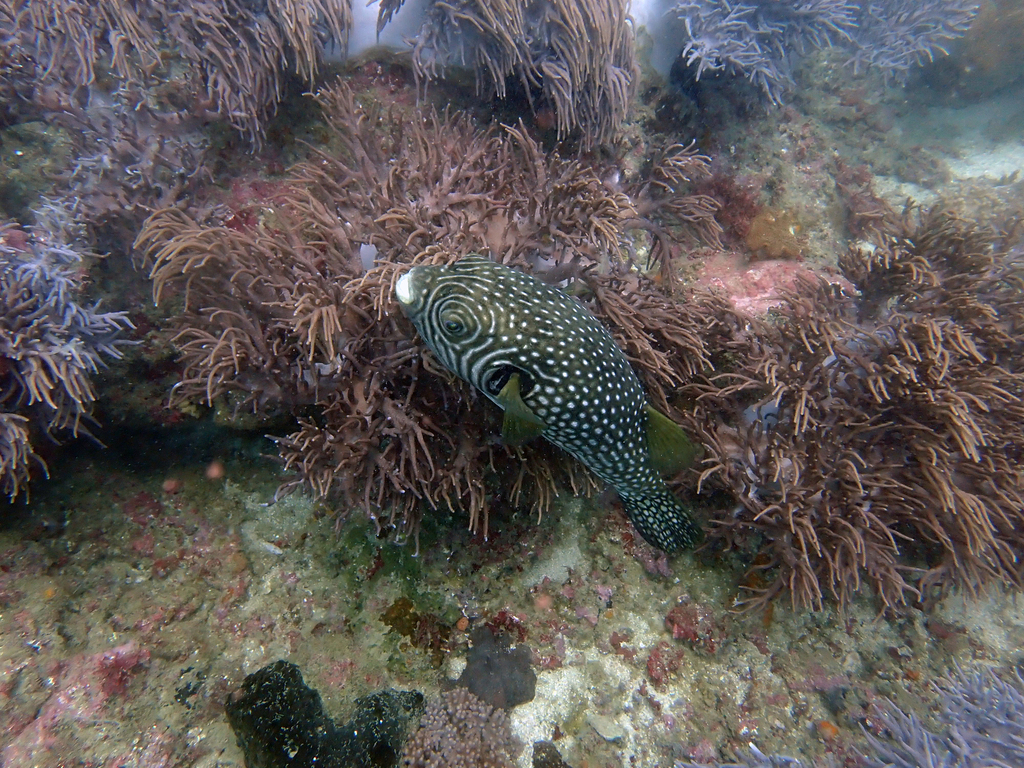Reticulated Puffer from 墾丁大咾咕 on August 20, 2023 at 10:45 AM by ...