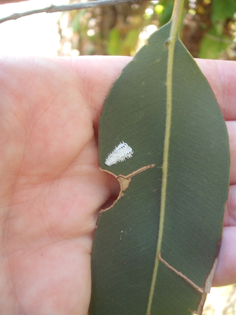 Spotted Gum Lerp Psyllid from Western Springs/Westmere, Auckland on ...