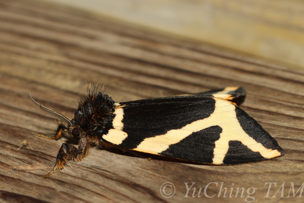 Numenes disparilis from 中國廣東省韶關市乳源瑤族自治縣 on May 16, 2013 at 11:06 PM by ...
