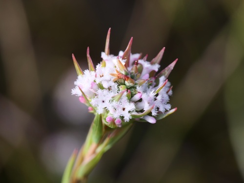 Leucopogon paradoxus · iNaturalist United Kingdom