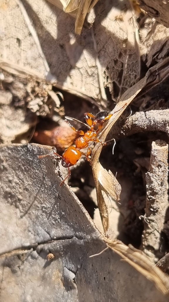 Muscleman Tree ant from Booral QLD 4655, Australia on August 21, 2023 ...