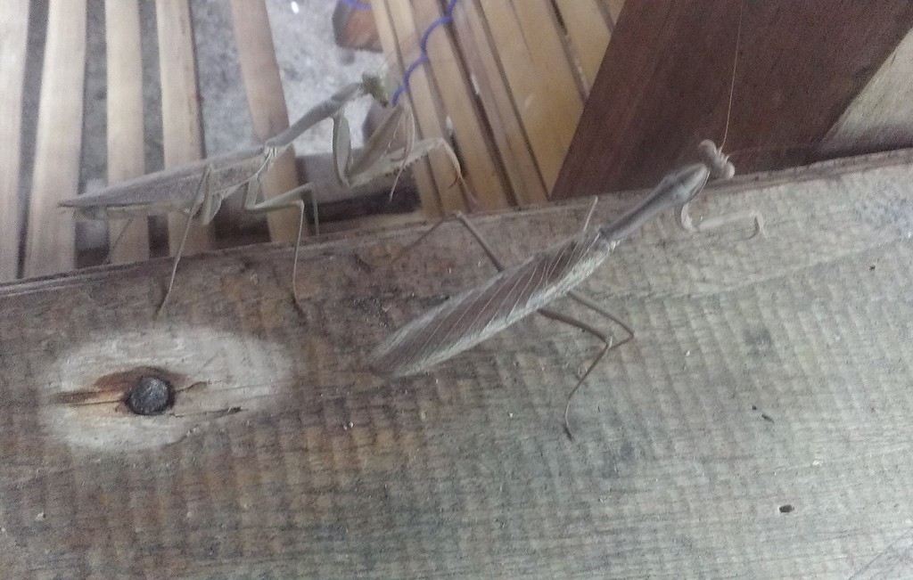 Giant Asian Mantises in August 2015 by Benjamin K Maples. A pair of ...