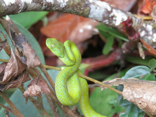 March's Palm Pit Viper (Bothriechis marchi) - Snakes and Lizards