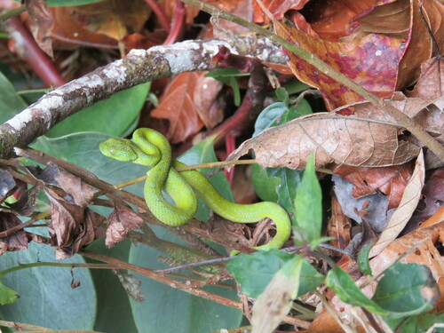 March's Palm Pit Viper (Bothriechis marchi) - Snakes and Lizards