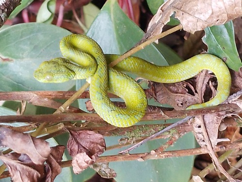 March's Palm Pit Viper (Bothriechis marchi) - Snakes and Lizards