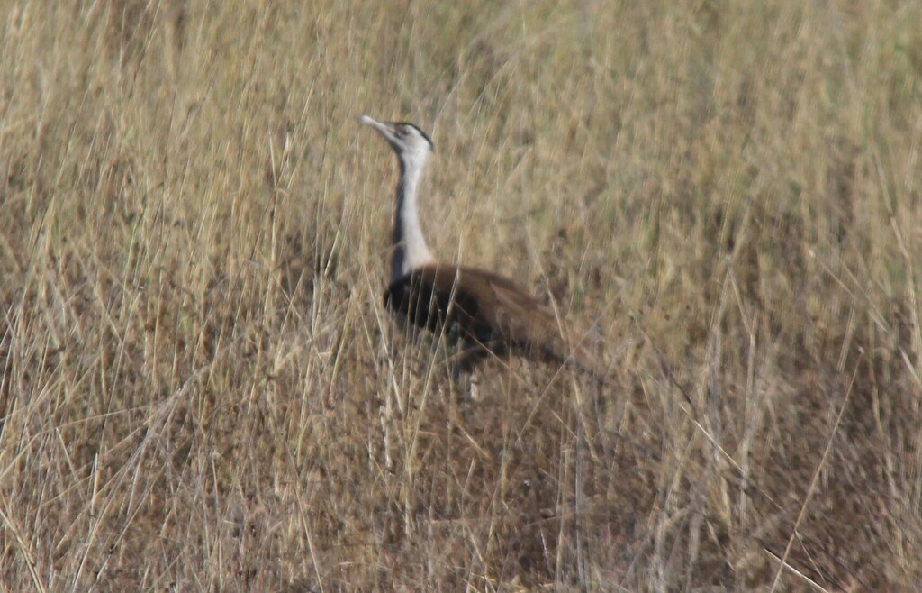 Australian Bustard from Limmen NT 0852, Australia on July 4, 2023 at 12 ...