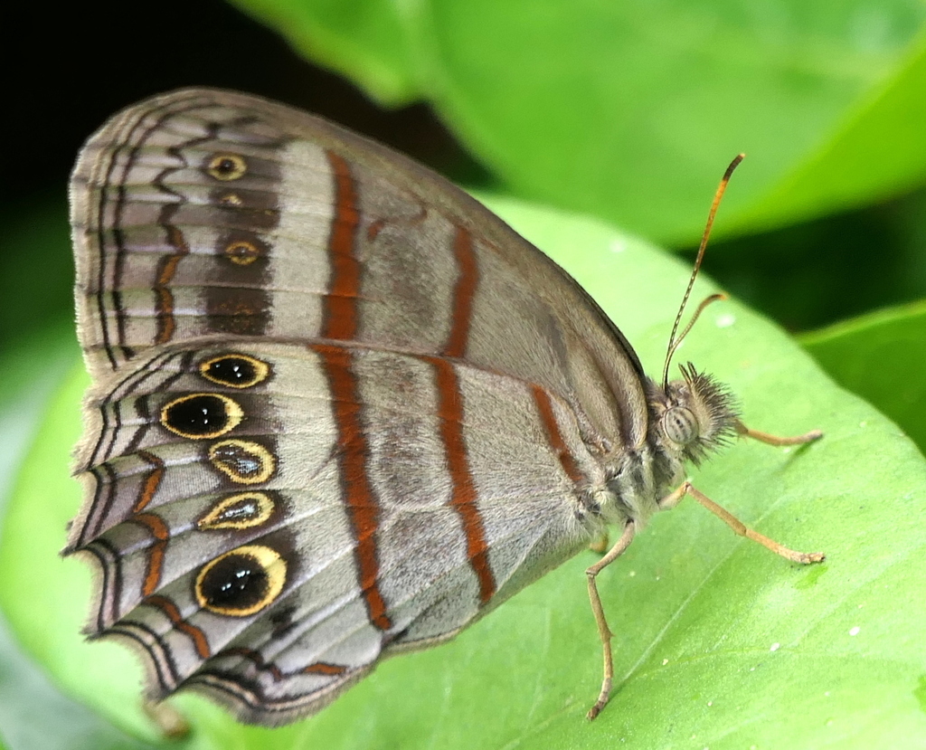 Blue-gray Satyr from Zona rural de Paudalho - Pernambuco on August 20 ...