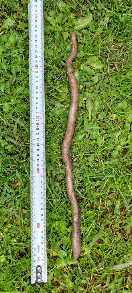 Giant Gippsland Earthworm from Warragul VIC 3820, Australia on May 8 ...