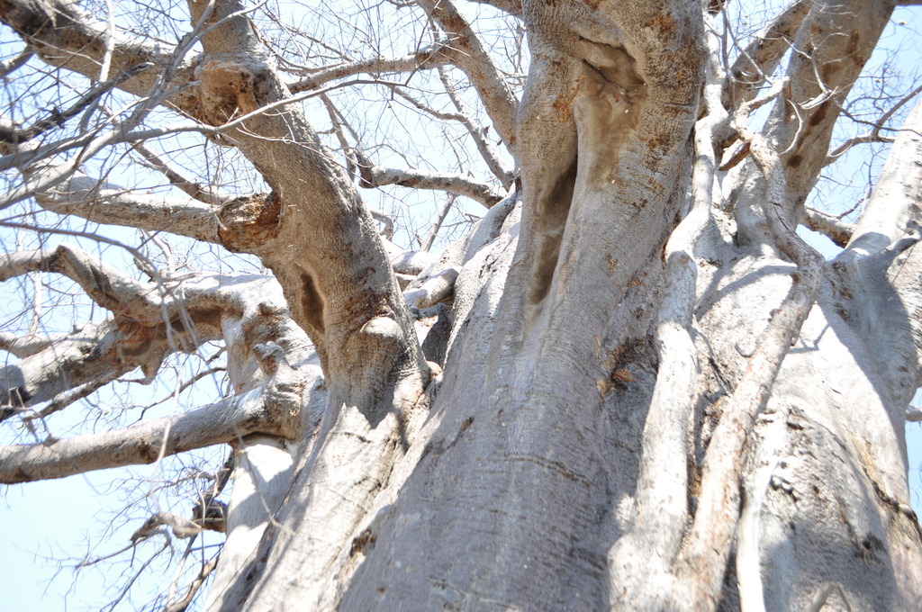 African baobab from Gweta, Botswana on July 22, 2023 at 11:25 AM by ...