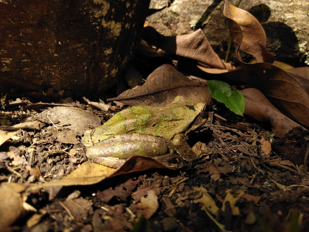 Porthole tree frog from Las Quintas, Córdoba, Ver., México on August 19, 2023 at 09:32 AM by ...