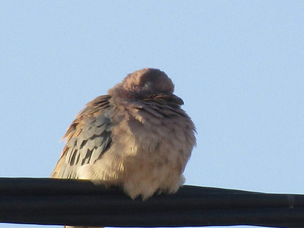 Laughing Dove from Thamaga, Botswana on July 16, 2023 at 05:20 PM by ...