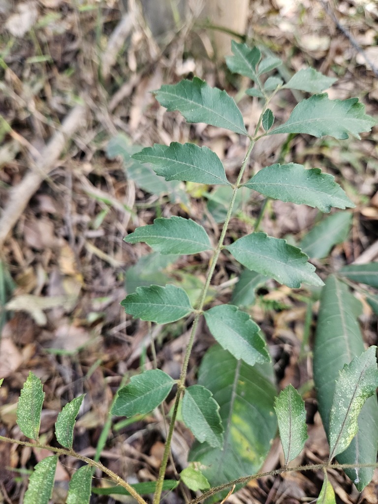 (Jagera pseudorhus pseudorhus) - Botanical Realm