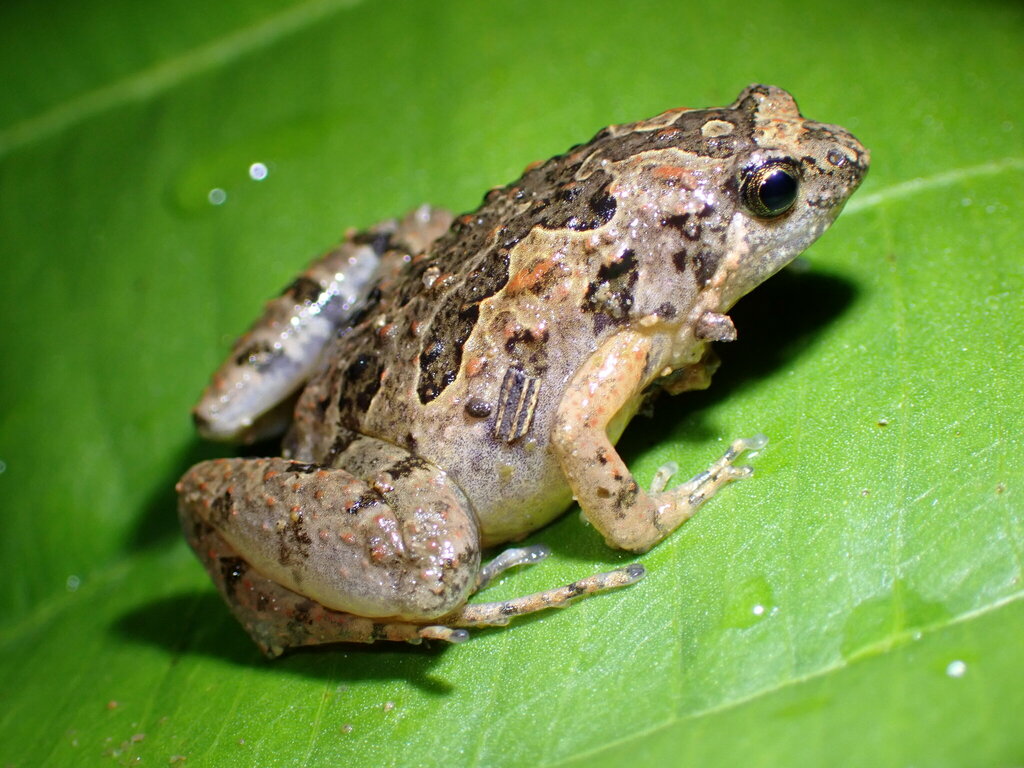 Tubercled Pygmy Frog in August 2023 by oliver_lch · iNaturalist