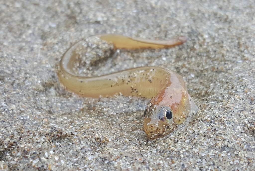 Cusk-eels (Ophidiidae) - Marine Life Identification
