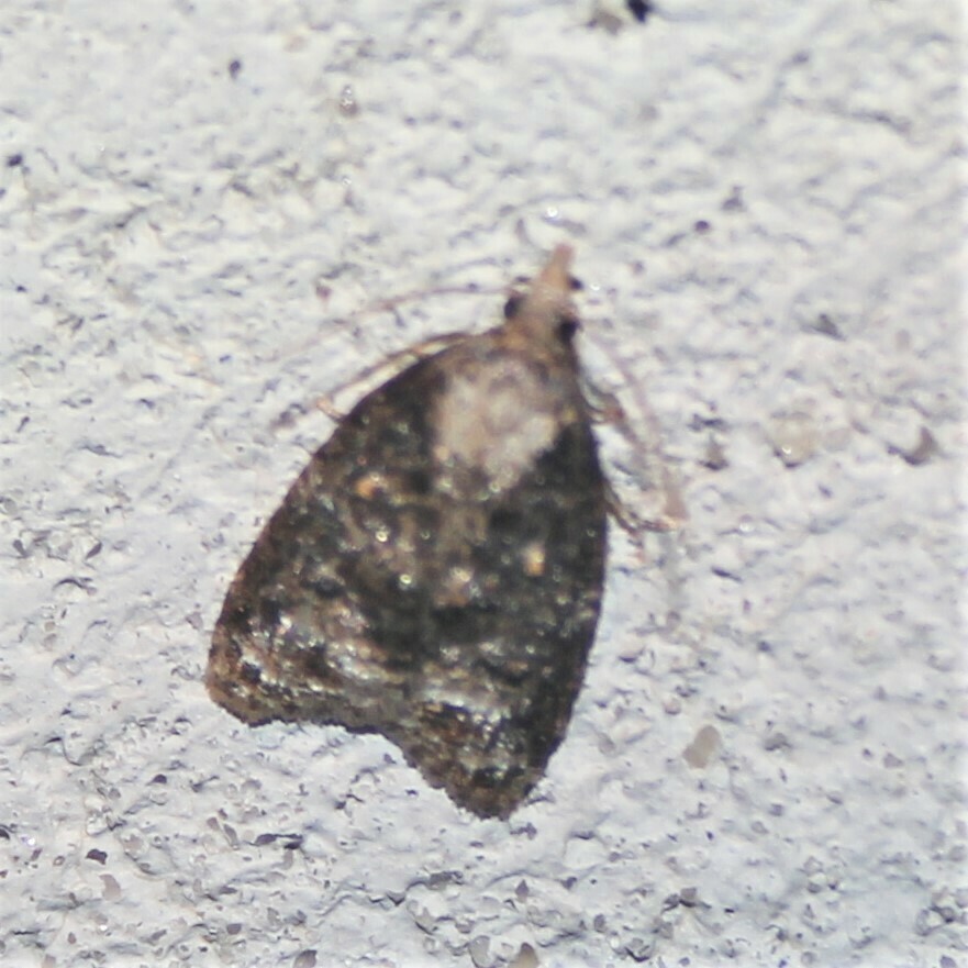 Exasperating Platynota Moth from Laurel Run, PA, USA on August 20, 2023 ...