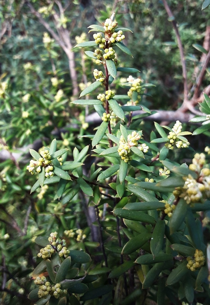 Tree Broom-heath from Hassans Walls Reserve, Lithgow NSW 2790 ...